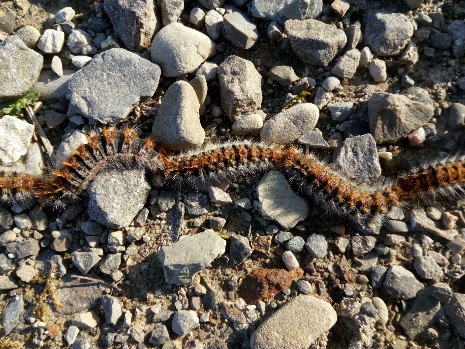 Processionaria: cos’è e come combatterla – Comune di Albinea